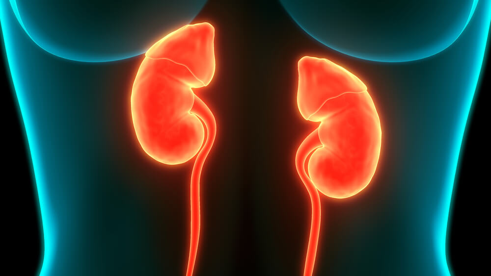 10 Lebensmittel, die gesunde Nieren fördern - Besser Gesund Leben